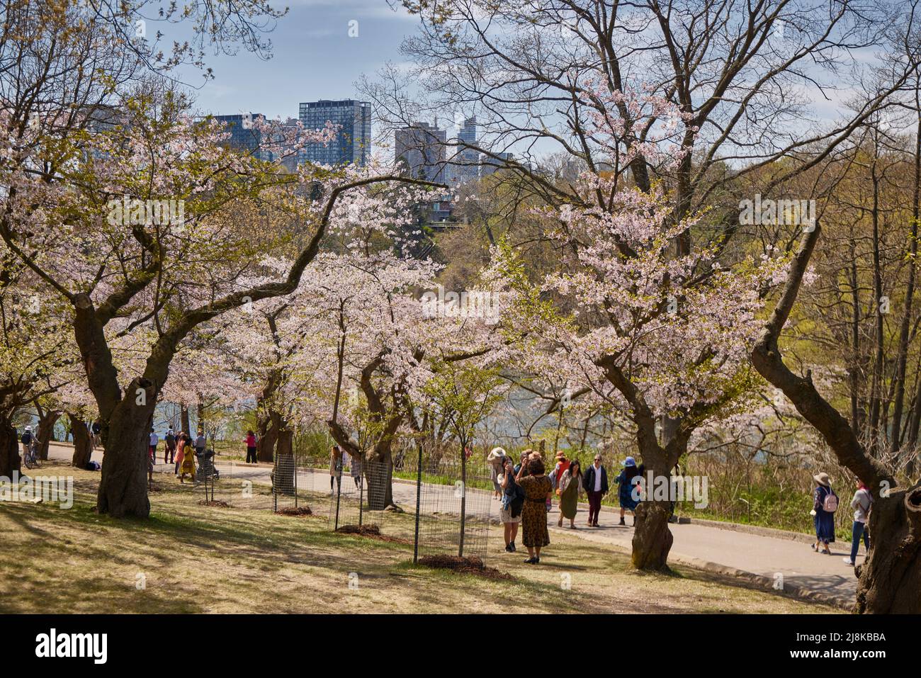 Sakura cherry trees blossoming in High Park in the spring Stock Photo ...