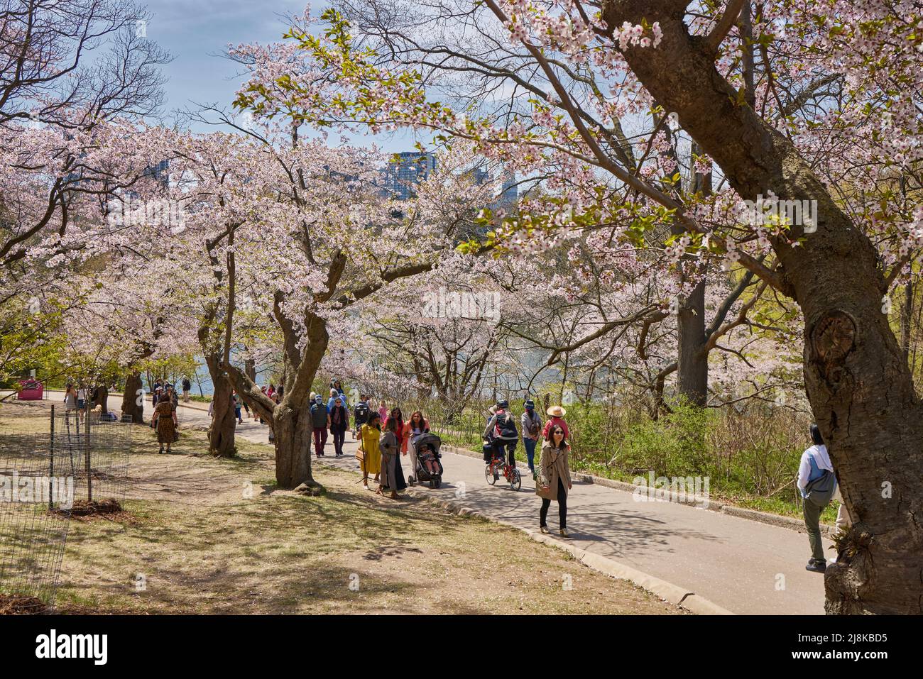 Sakura cherry trees blossoming in High Park in the spring Stock Photo ...