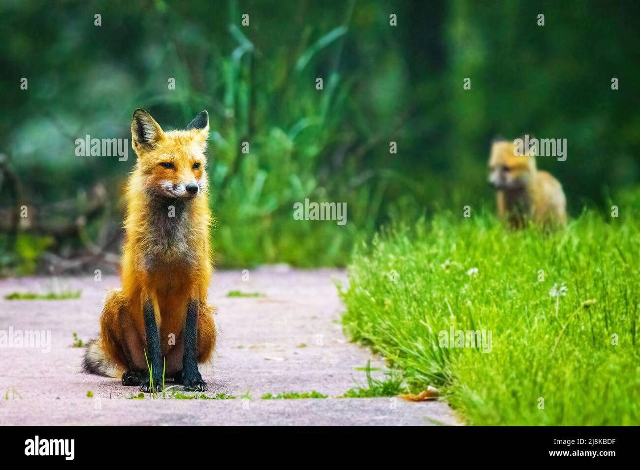 Cute mother fox with her pup in the background on the forest road Stock ...