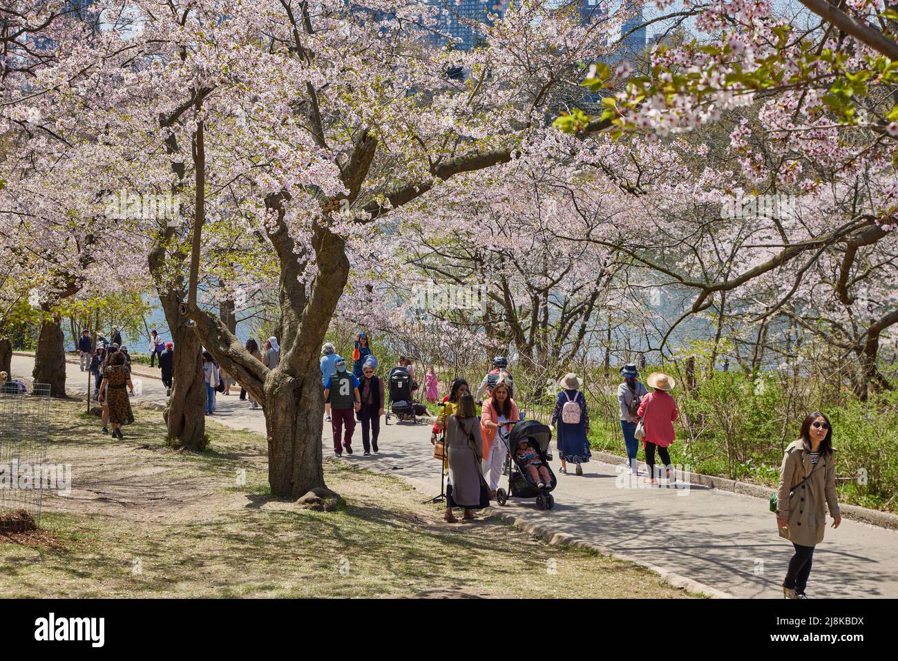 Sakura cherry trees blossoming in High Park in the spring Stock Photo ...