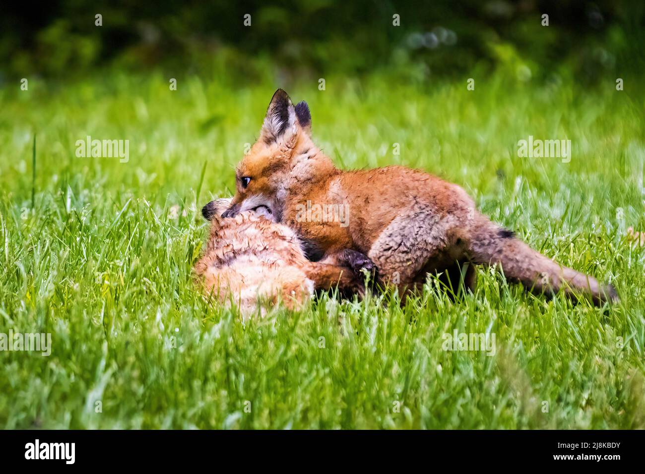 Cute brown fox pup hunting in the wild forest alone in spring Stock ...