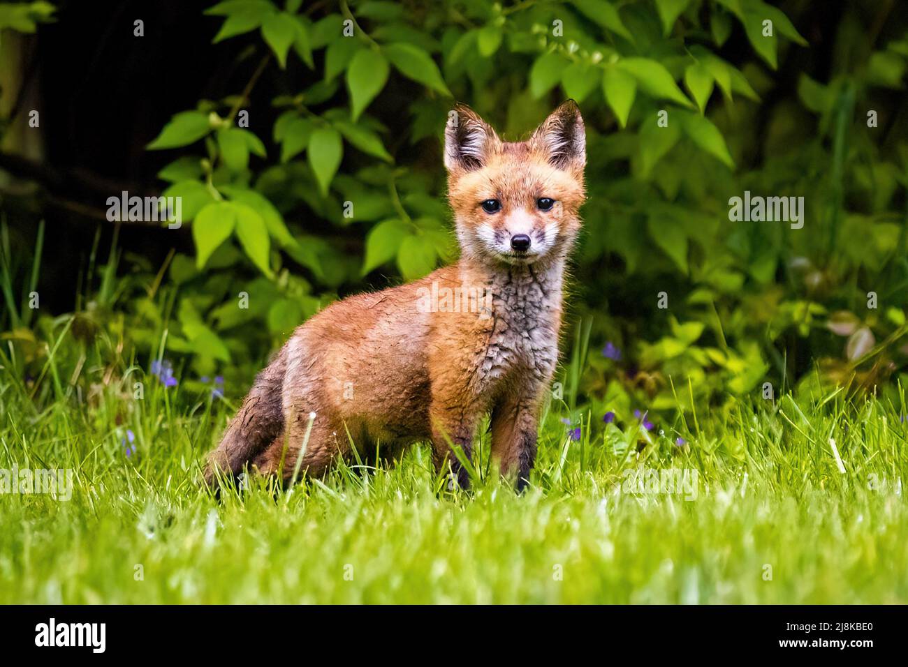 Cute brown fox pup close up portrait in the wild forest alone Stock ...