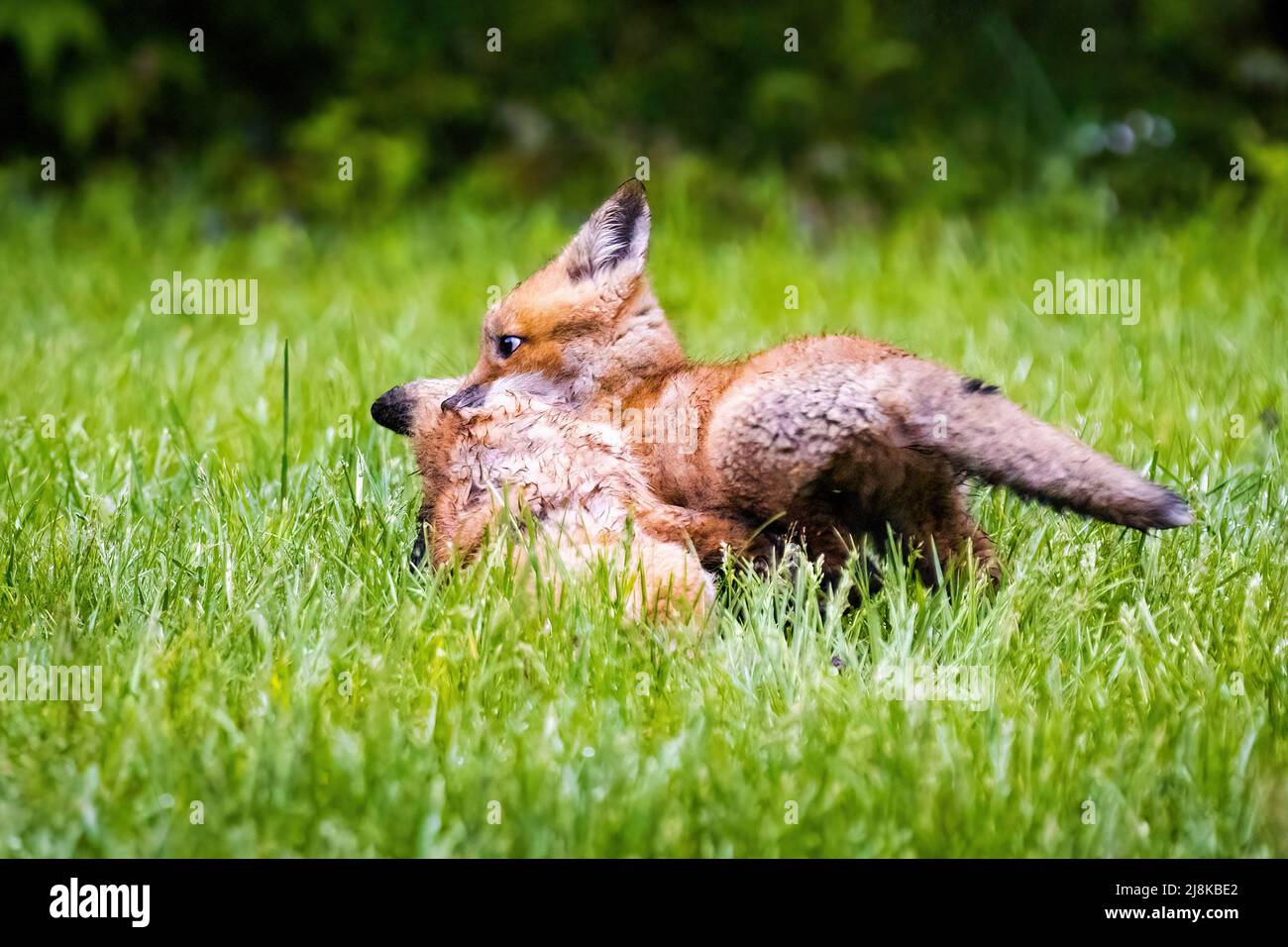 Cute brown fox pup hunting in the wild forest alone in spring Stock ...