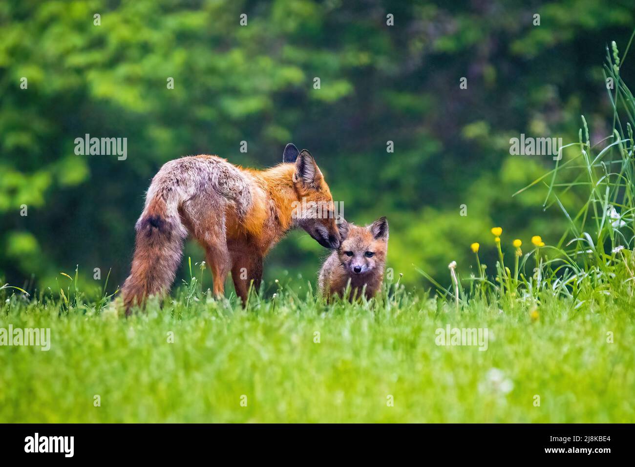 Cute brown mother fox grooming her baby pup in the forest at spring ...