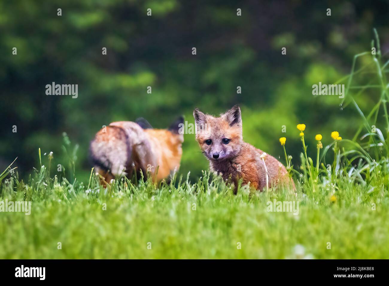 Cute brown fox pup close up portrait in the wild forest with mother in ...