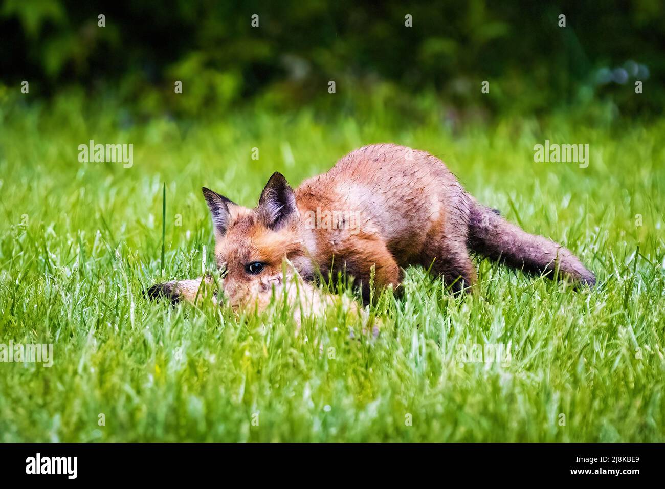 Cute brown fox pup hunting in the wild forest alone in spring Stock ...