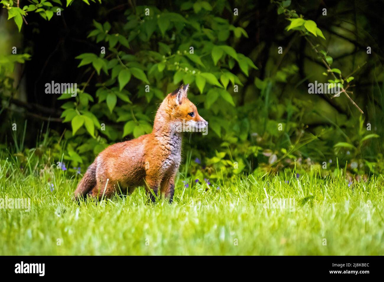 Cute brown fox pup close up portrait in the wild forest alone Stock ...