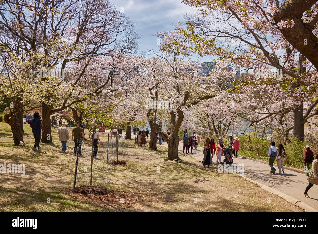 Sakura cherry trees blossoming in High Park in the spring Stock Photo ...
