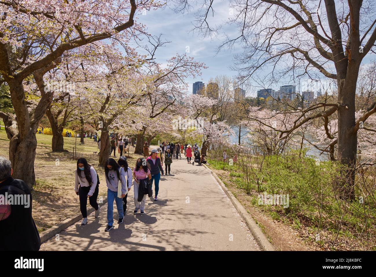 Sakura cherry trees blossoming in High Park in the spring Stock Photo ...