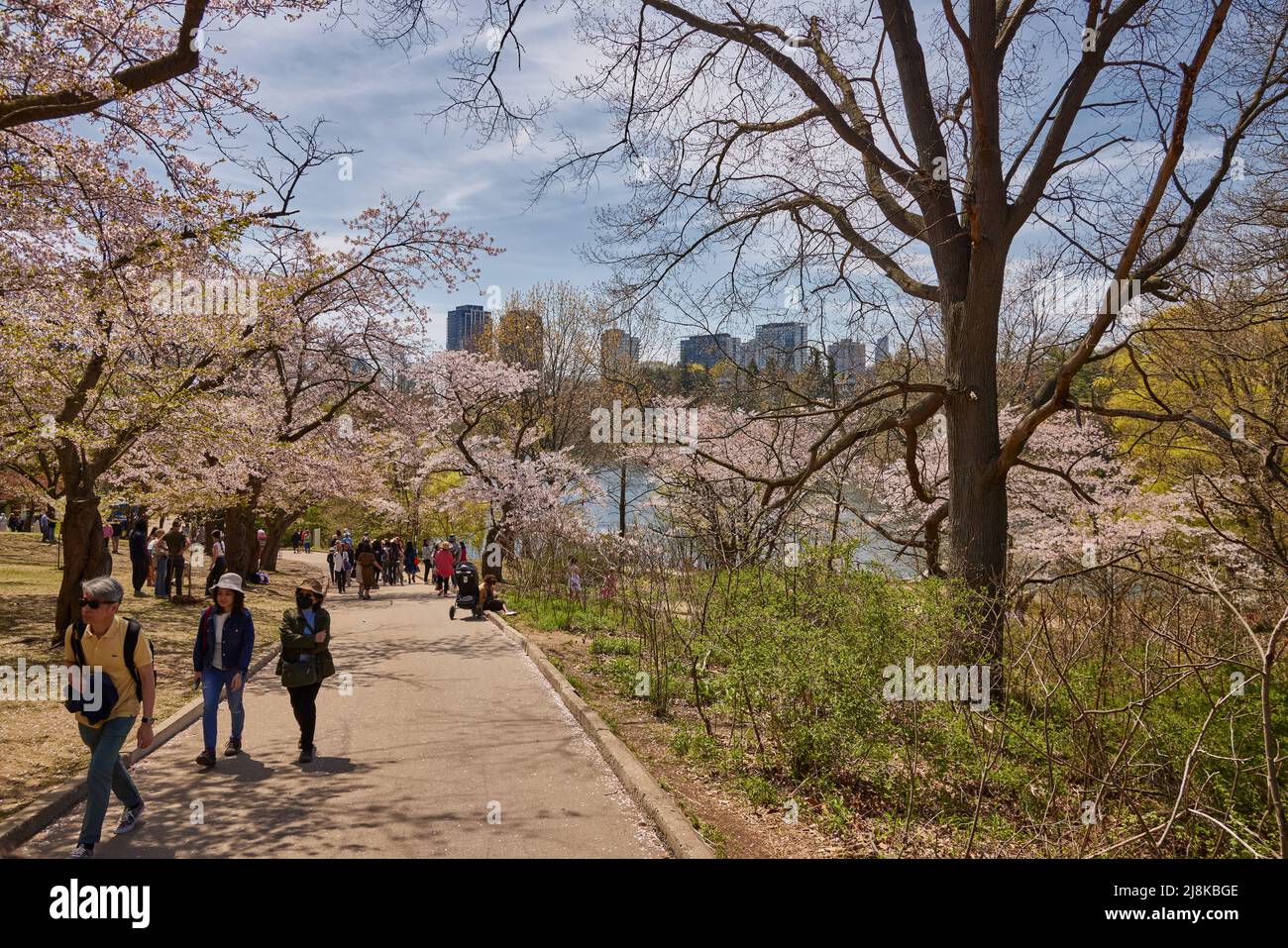 Sakura cherry trees blossoming in High Park in the spring Stock Photo ...