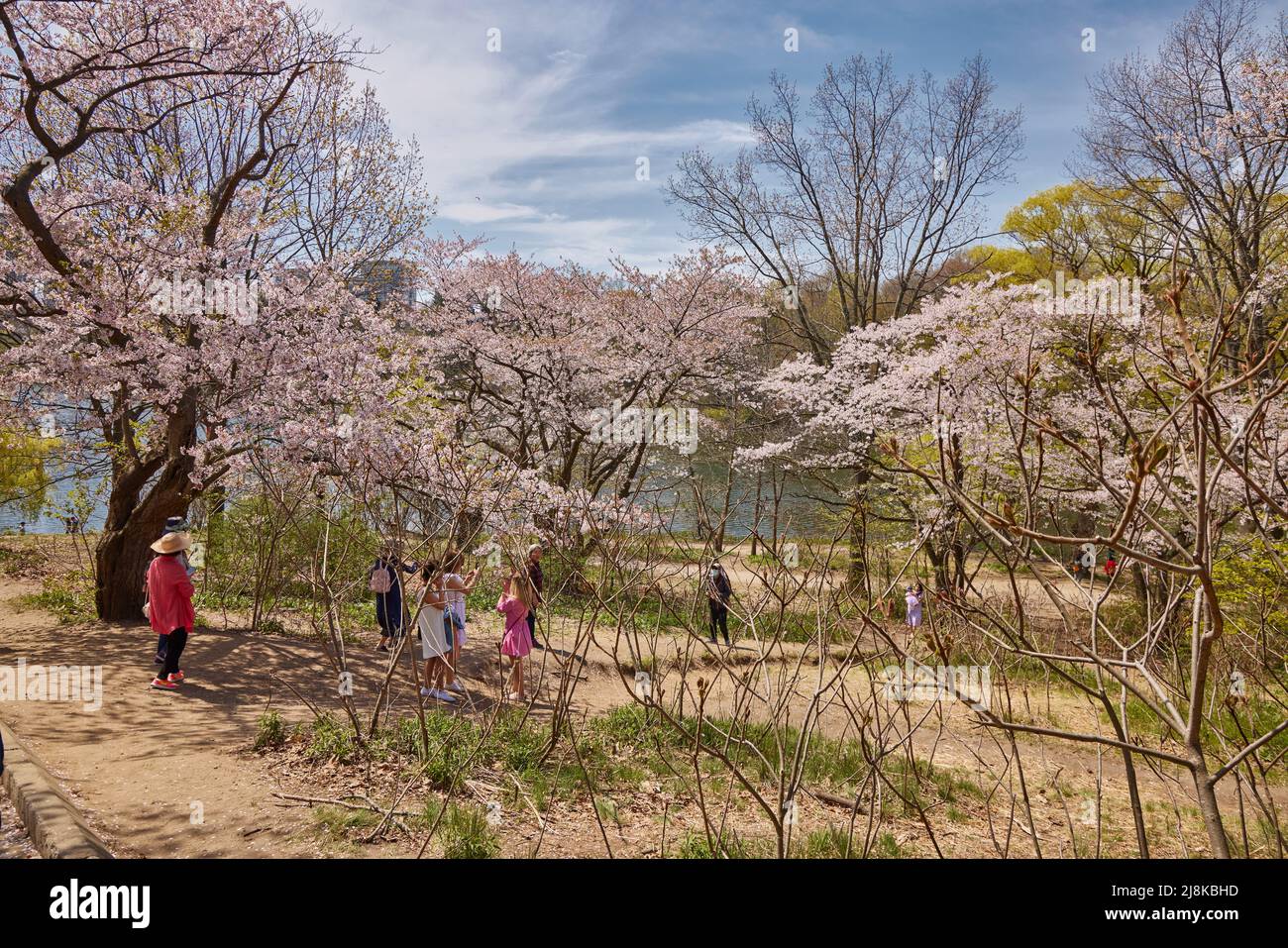 Sakura cherry trees blossoming in High Park in the spring Stock Photo ...