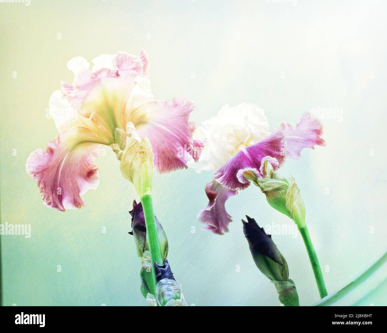 A delicate pastel photo of purple iris and bud reflected in mirror ...