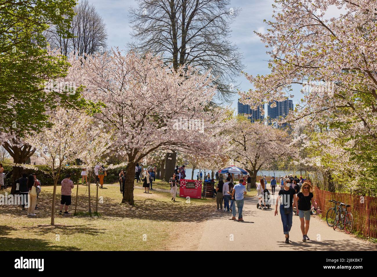 Sakura cherry trees blossoming in High Park in the spring Stock Photo ...