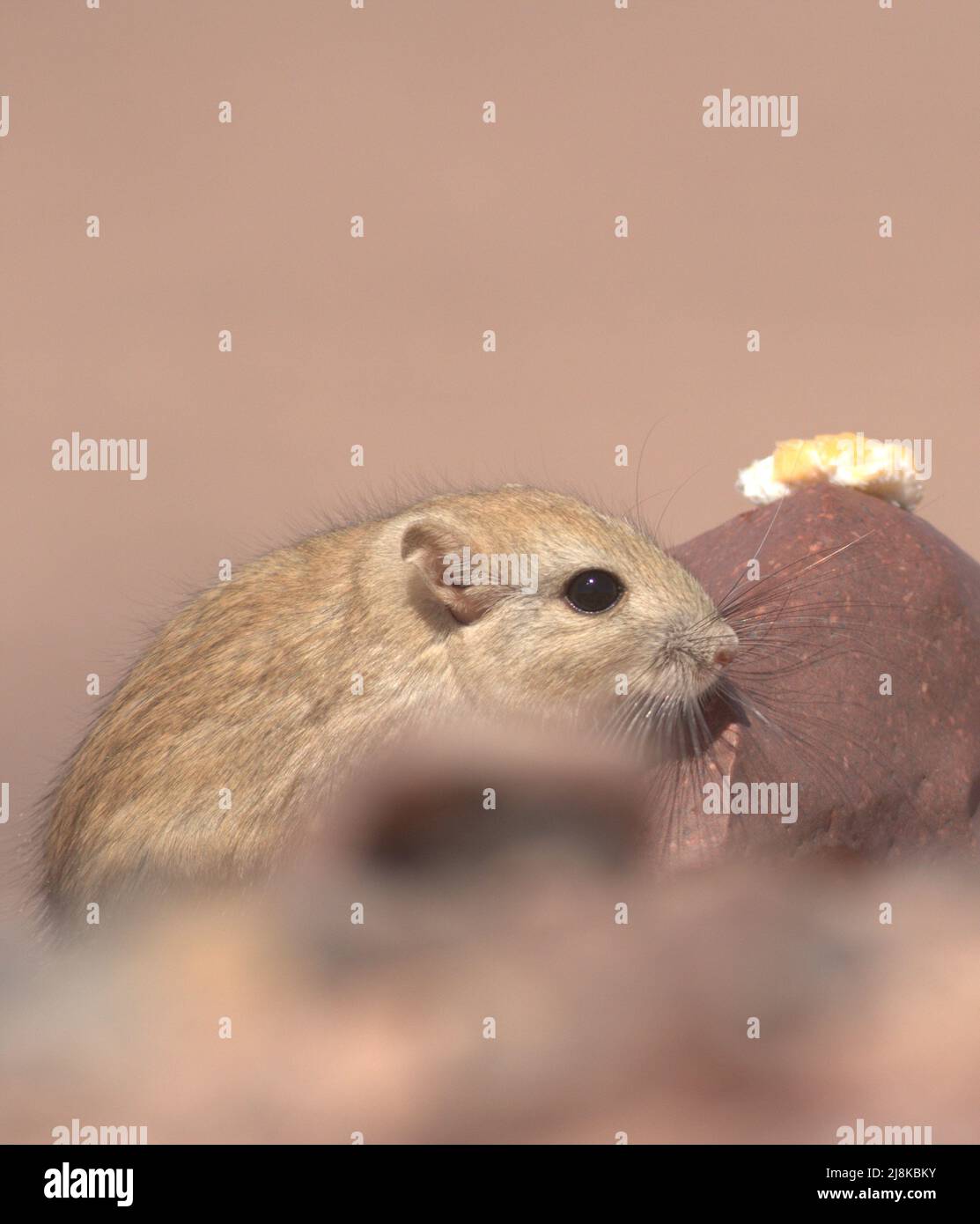 Jird desert hi-res stock photography and images - Alamy