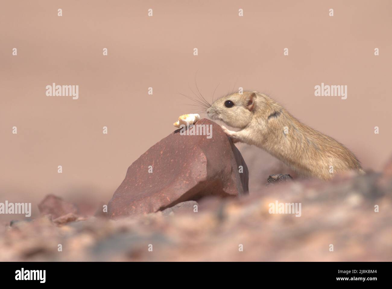 Silky Jird at the eastern desert of Egypt Stock Photo - Alamy