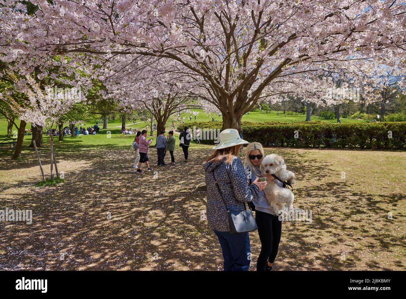 Sakura cherry trees blossoming in High Park in the spring Stock Photo ...