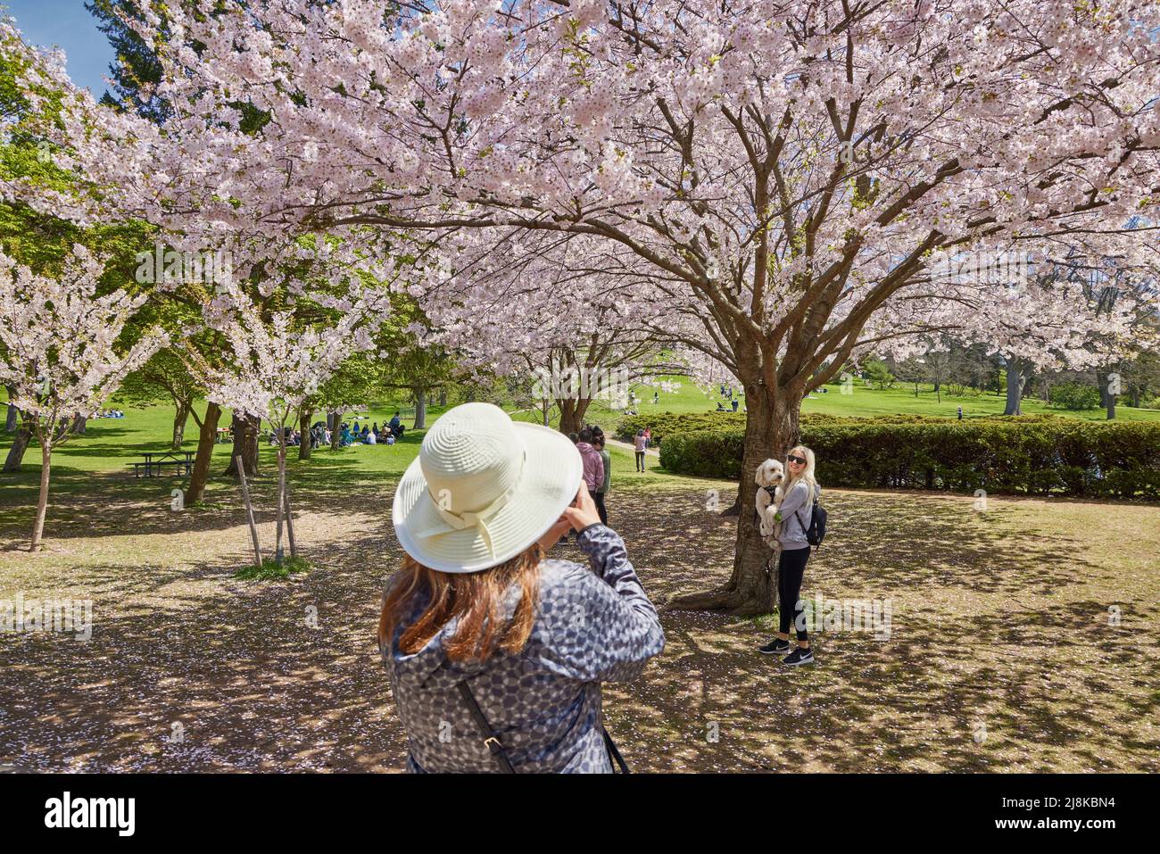 Sakura cherry trees blossoming in High Park in the spring Stock Photo ...