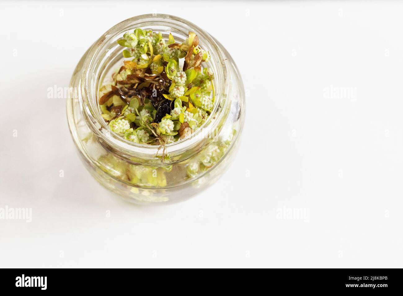 Crassula tillaea - mossy stone crop, in a glass jar container Stock ...