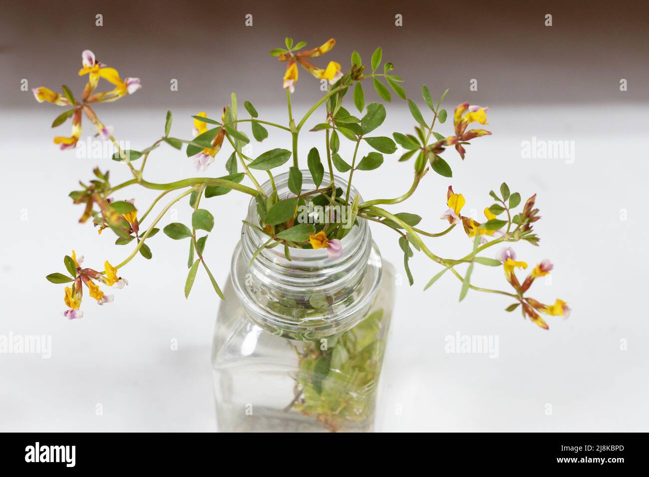 Bicolored flowers hi-res stock photography and images - Alamy