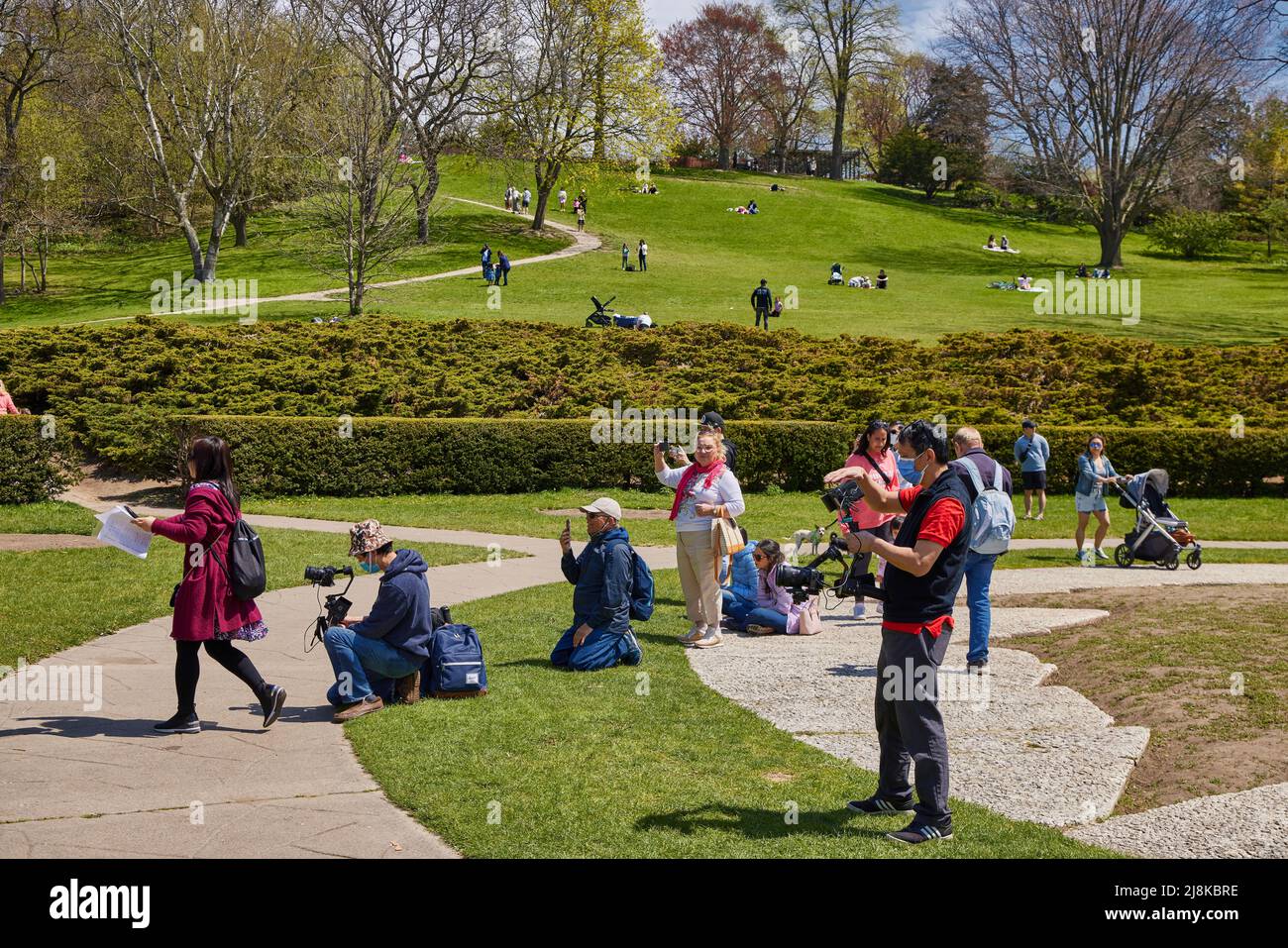Sakura cherry trees blossoming in High Park in the spring Stock Photo ...