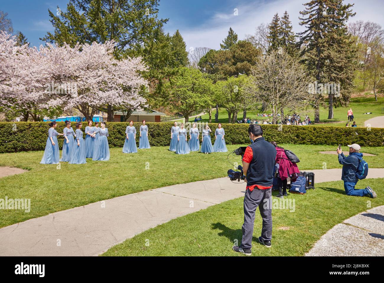 Sakura cherry trees blossoming in High Park in the spring Stock Photo ...