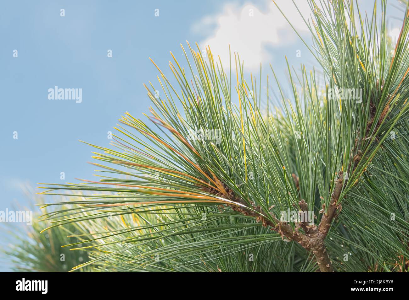 Pine needdles hi-res stock photography and images - Alamy