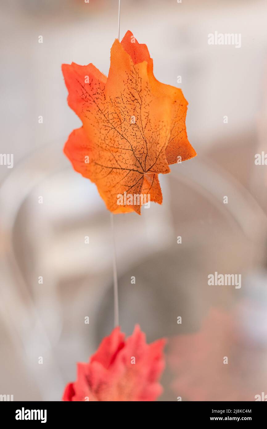 Hoja de canada hi-res stock photography and images - Alamy