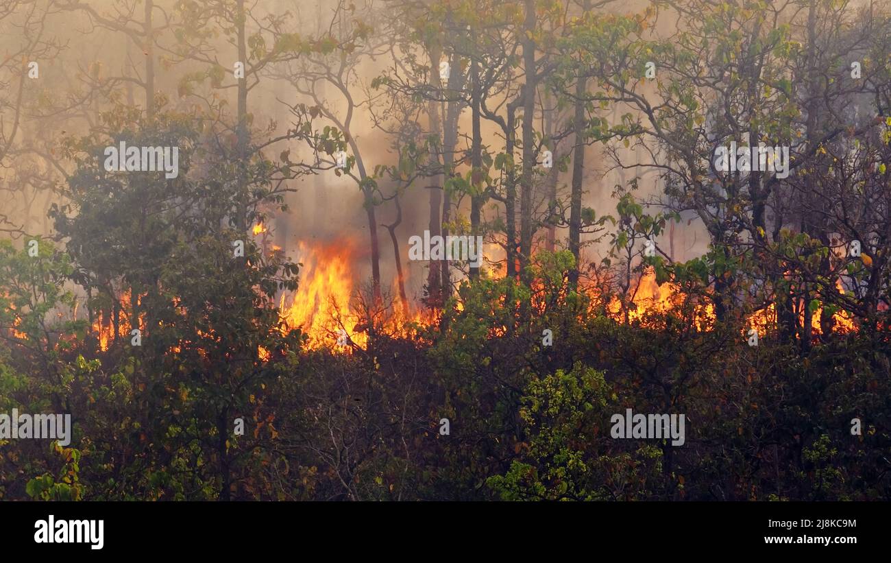 Congo basin forest hi-res stock photography and images - Alamy