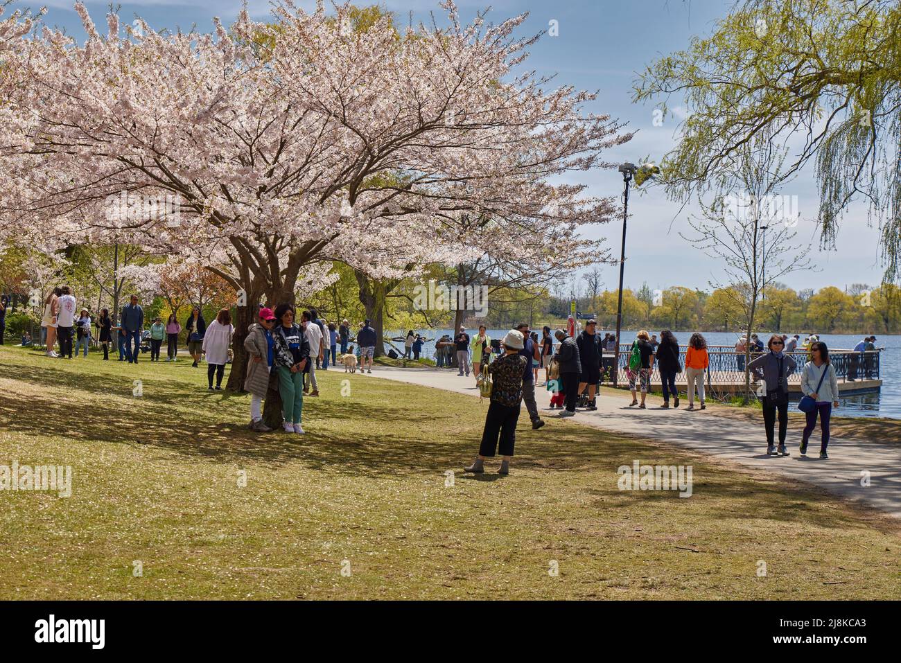 Sakura cherry trees blossoming in High Park in the spring Stock Photo ...
