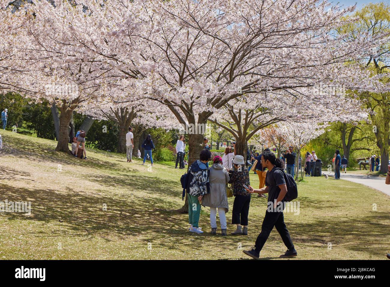 Sakura cherry trees blossoming in High Park in the spring Stock Photo ...