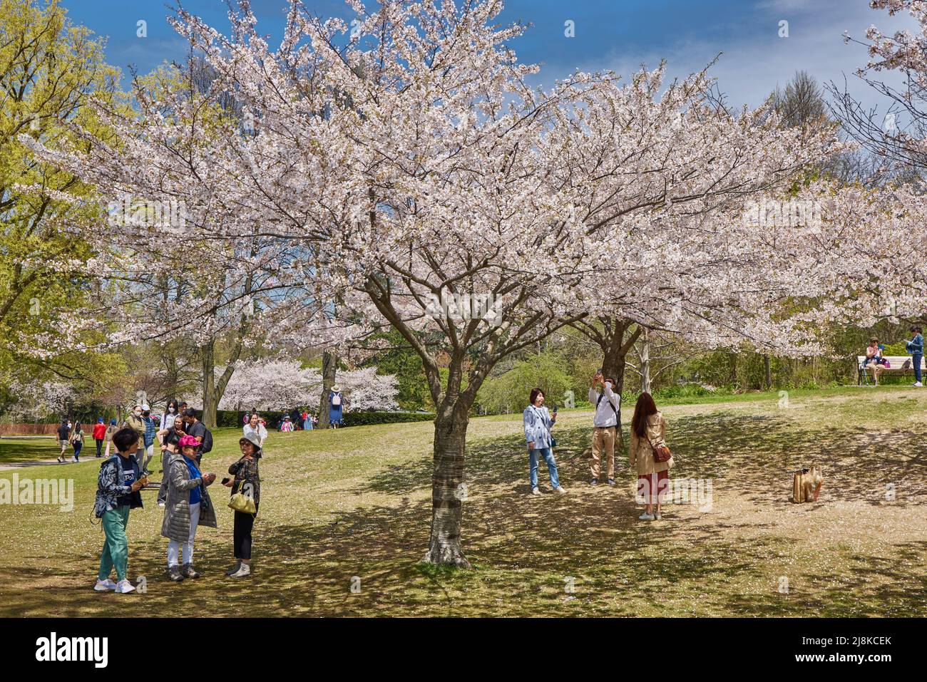 Sakura cherry trees blossoming in High Park in the spring Stock Photo ...