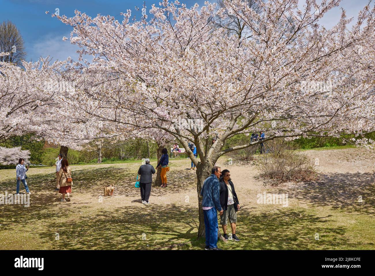 Sakura cherry trees blossoming in High Park in the spring Stock Photo ...