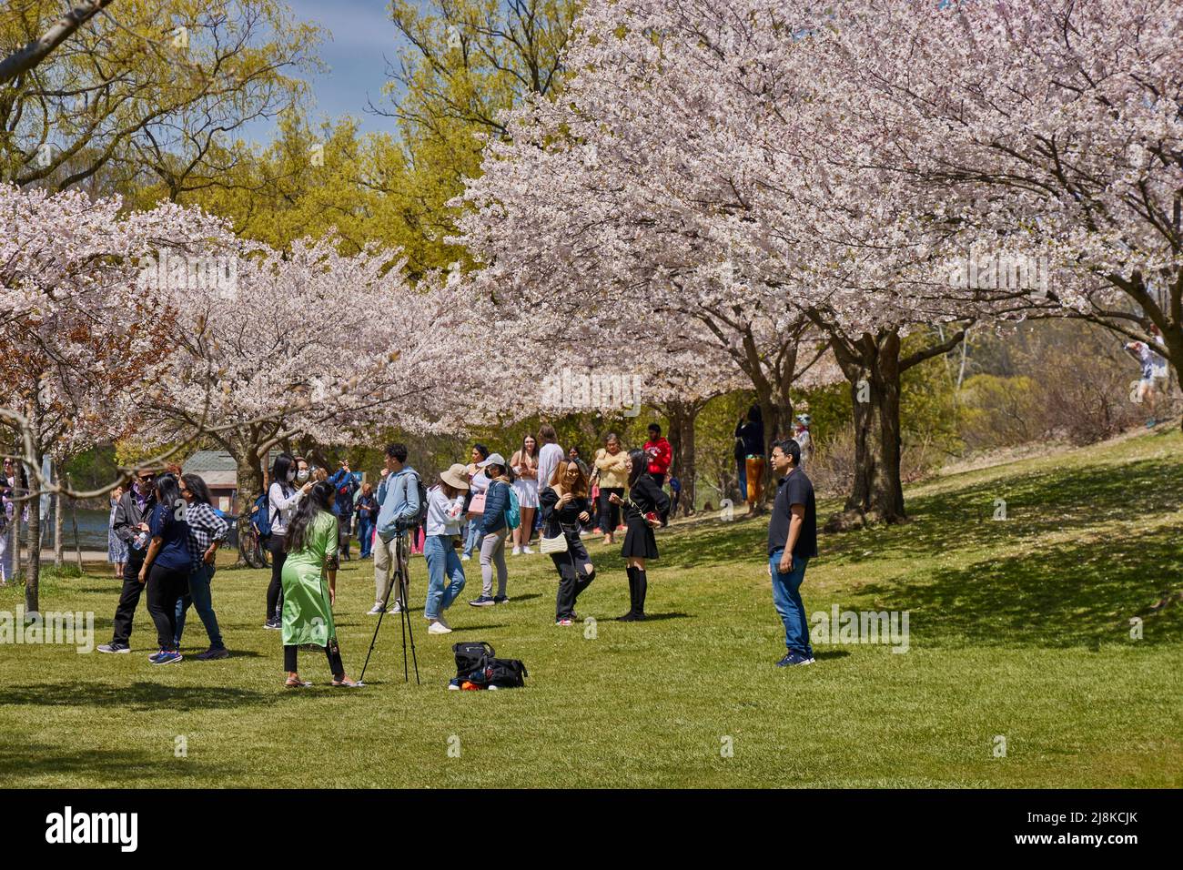 Sakura cherry trees blossoming in High Park in the spring Stock Photo ...