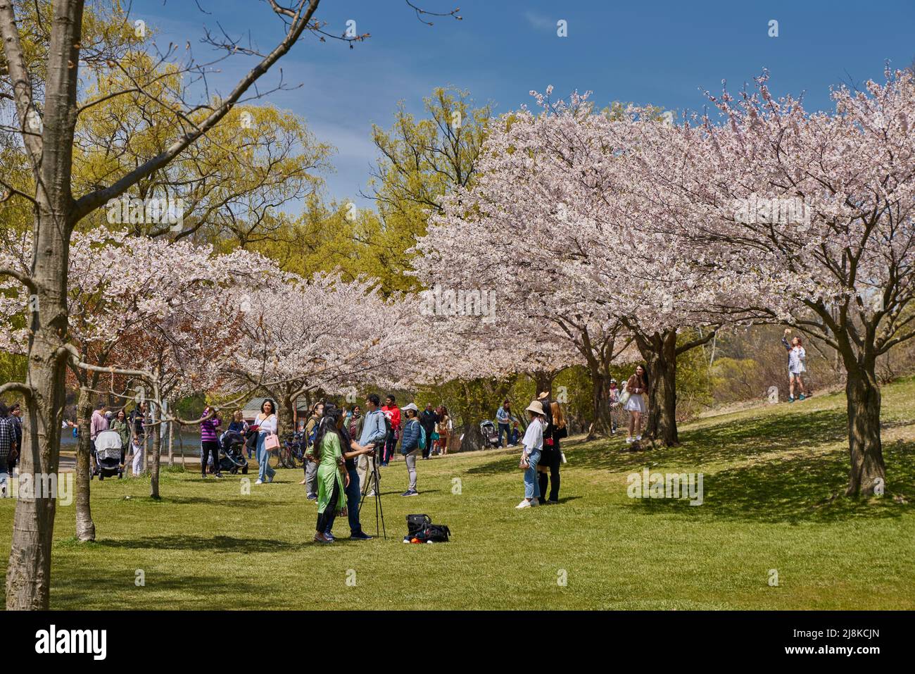 Sakura cherry trees blossoming in High Park in the spring Stock Photo ...