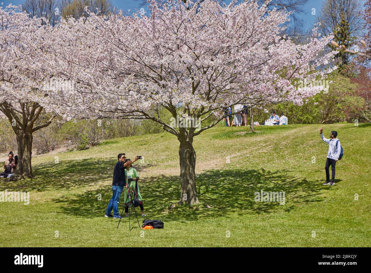 Sakura cherry trees blossoming in High Park in the spring Stock Photo ...