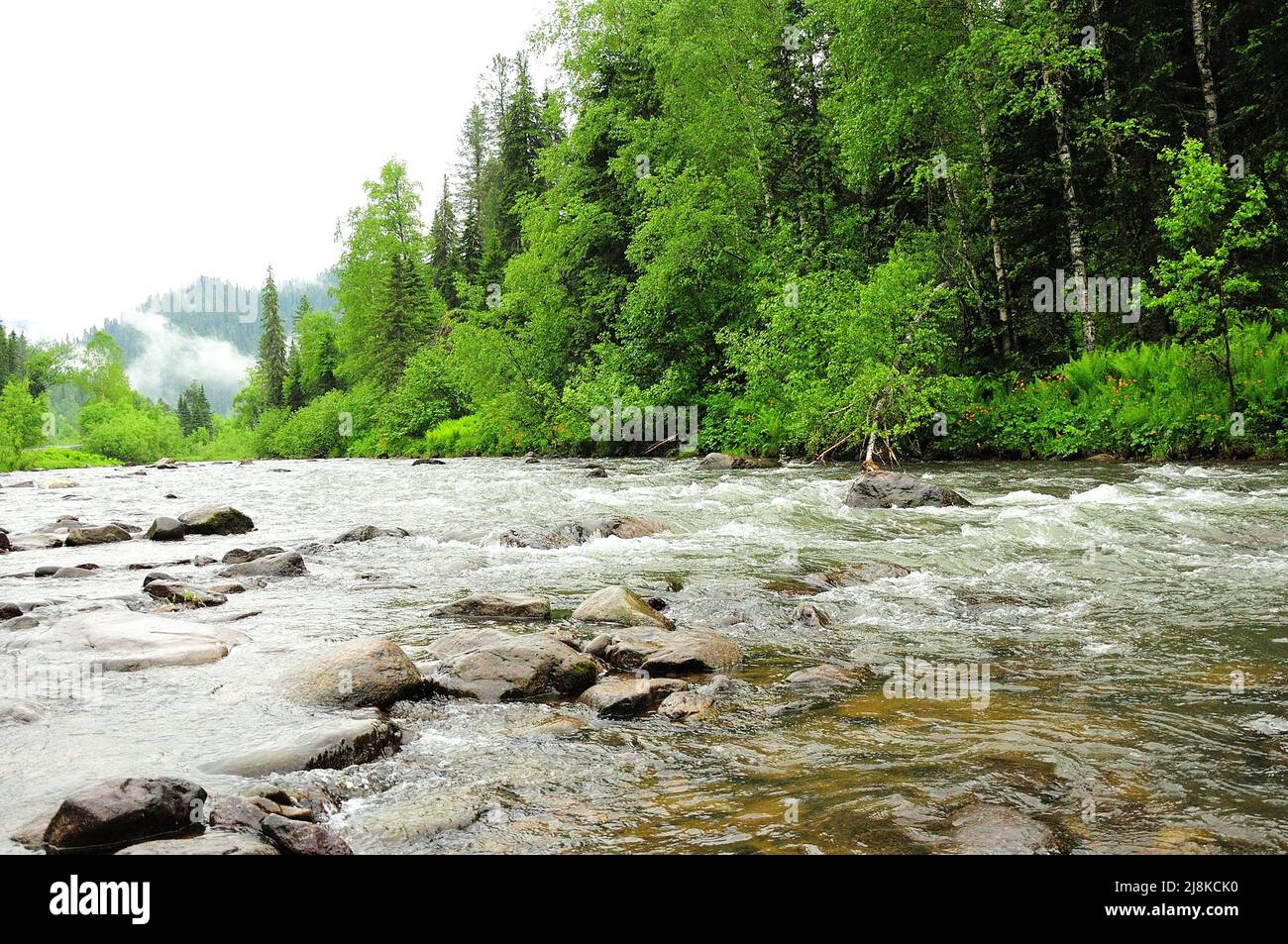 A small stormy river flows through a coniferous forest after a rain in ...