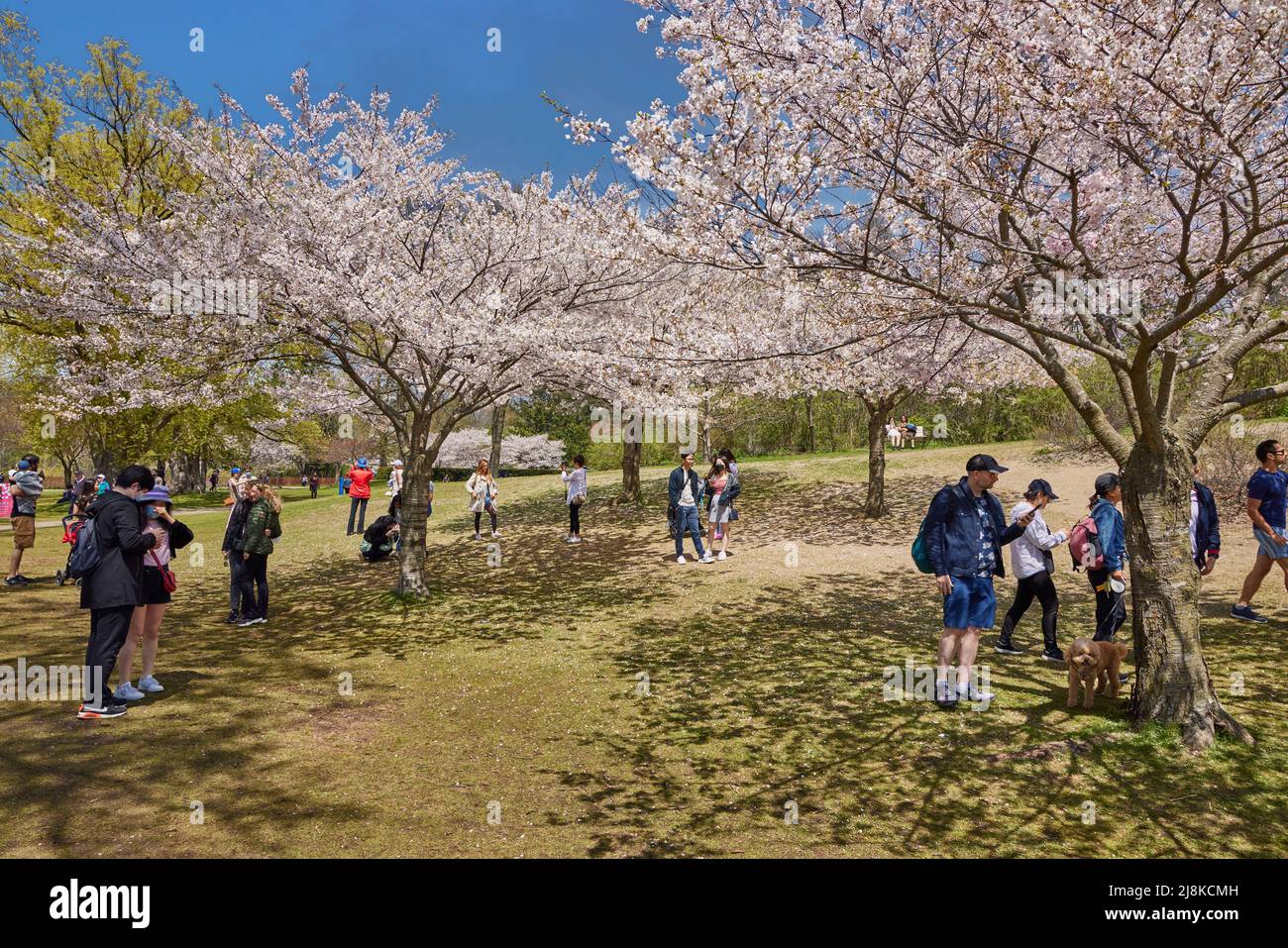 Sakura cherry trees blossoming in High Park in the spring Stock Photo ...
