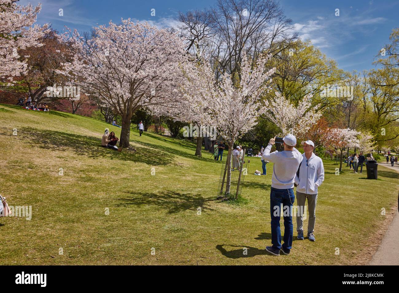 Sakura cherry trees blossoming in High Park in the spring Stock Photo ...