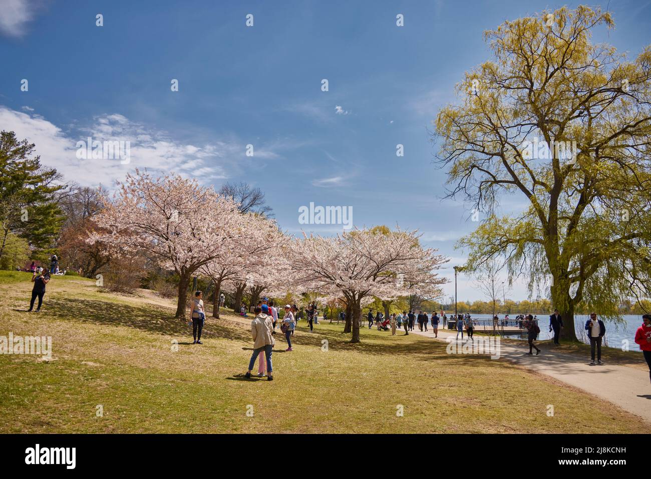 Sakura cherry trees blossoming in High Park in the spring Stock Photo ...