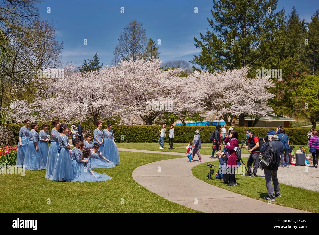 Sakura cherry trees blossoming in High Park in the spring Stock Photo ...
