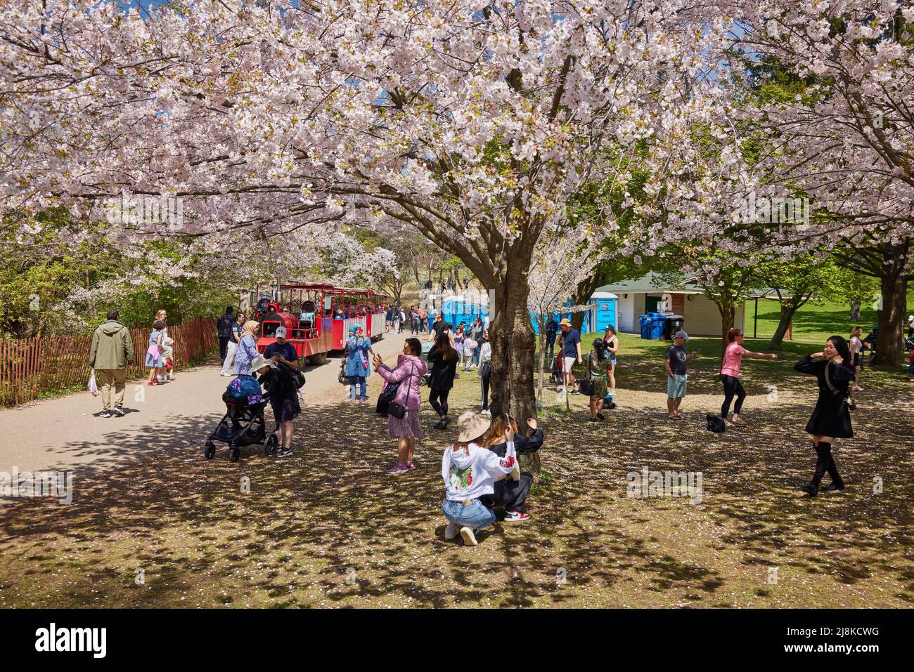 Sakura cherry trees blossoming in High Park in the spring Stock Photo ...