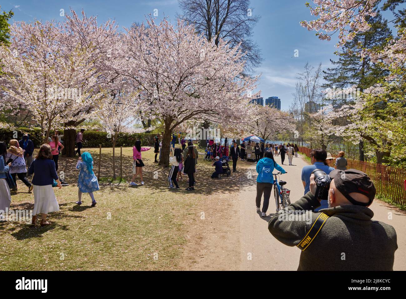 Sakura cherry trees blossoming in High Park in the spring Stock Photo ...
