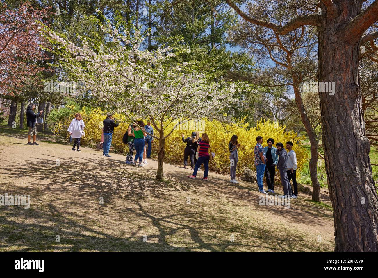 Sakura cherry trees blossoming in High Park in the spring Stock Photo ...