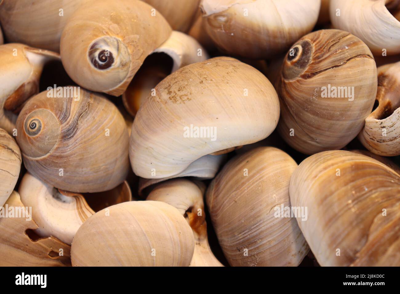 stylish sea snail stock on shop for sell Stock Photo - Alamy