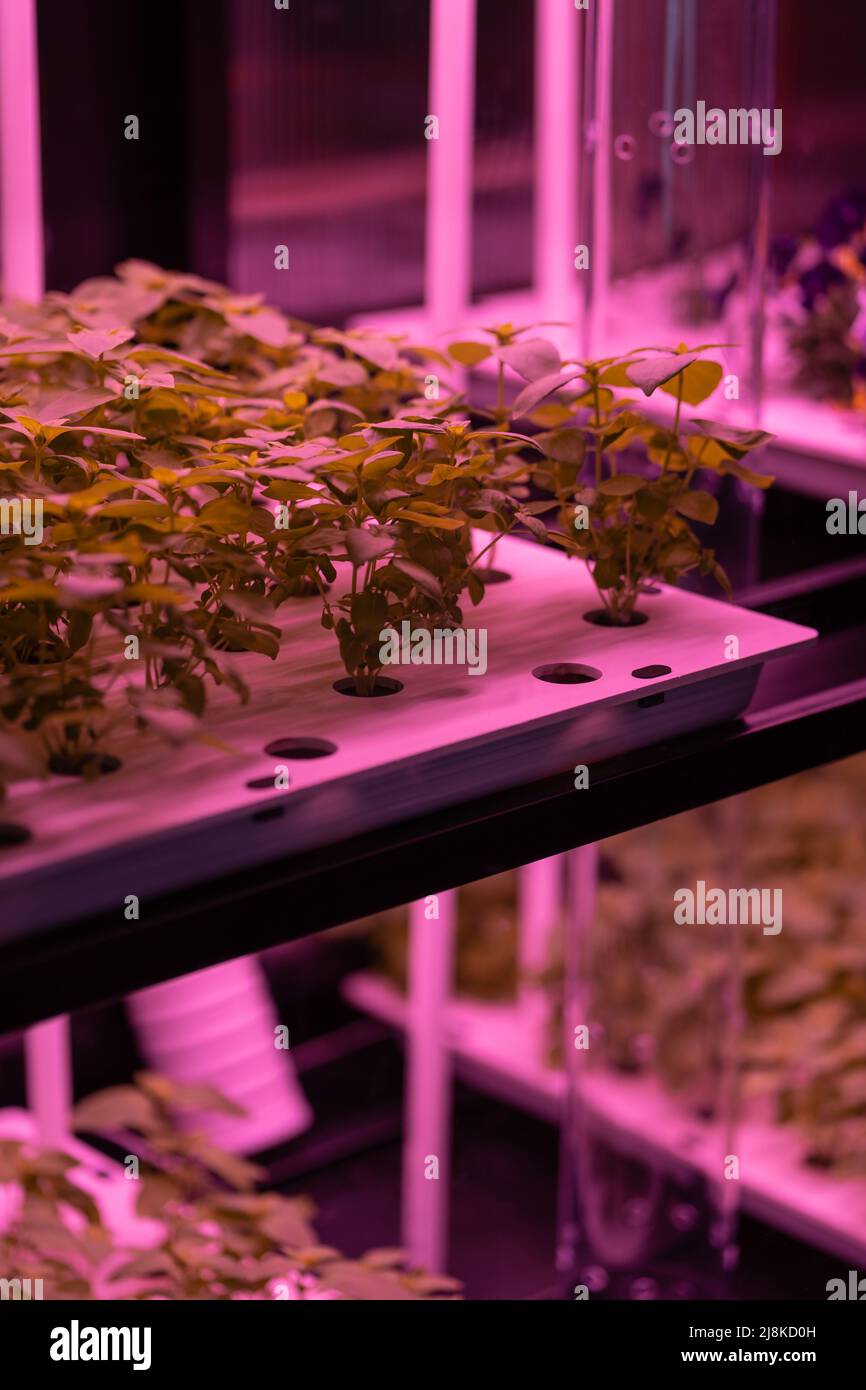 Vegetable green salad growing in hydroponic system. Plant cultivated in ...