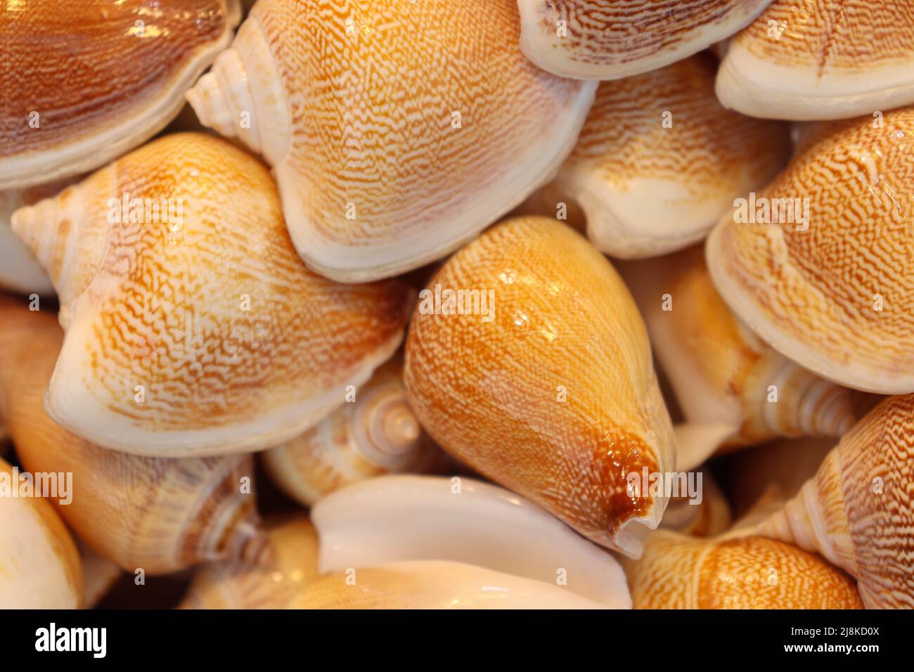 stylish sea snail stock on shop for sell Stock Photo - Alamy