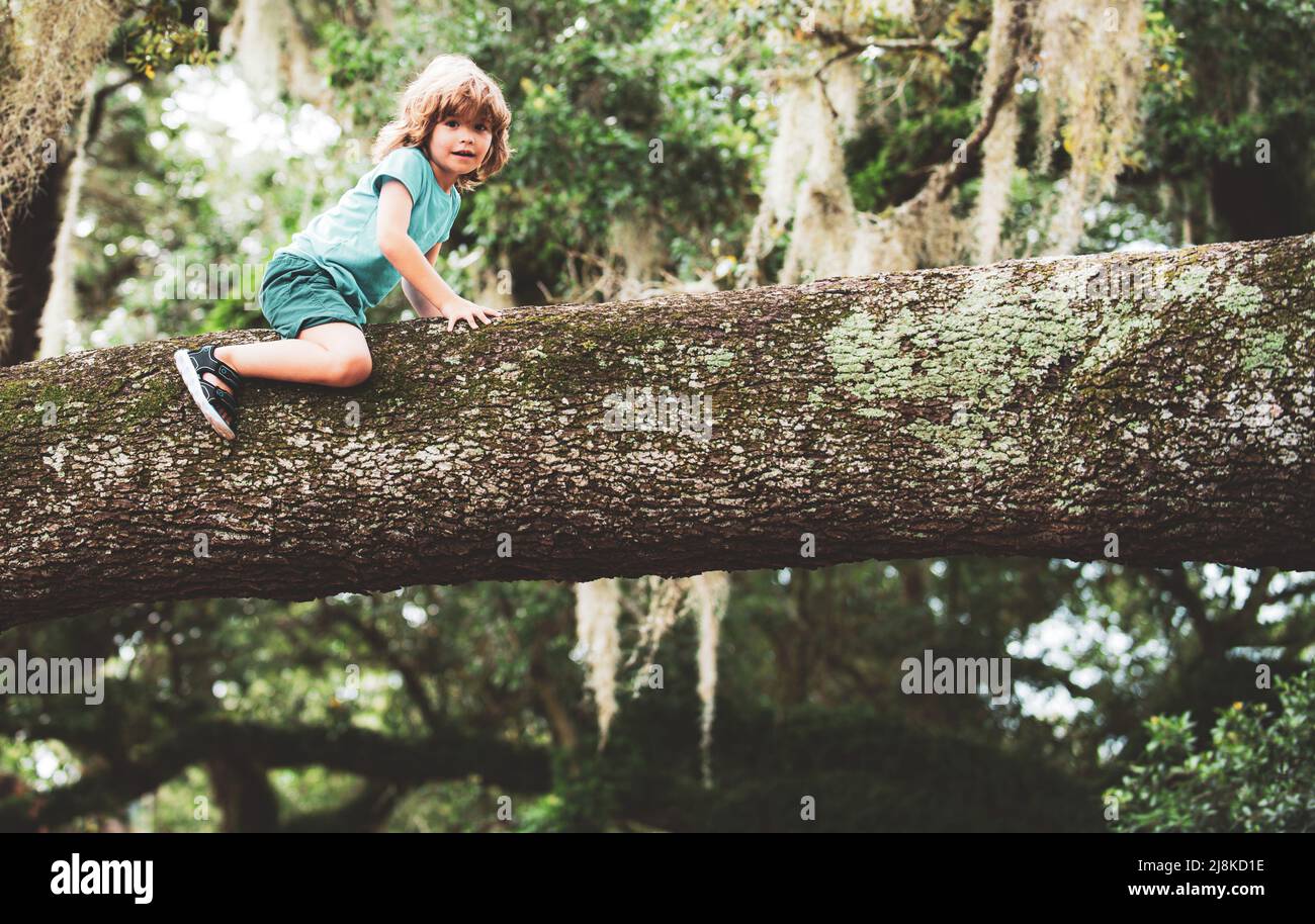 Boy Child climbing high tree in the forrest Stock Photo - Alamy