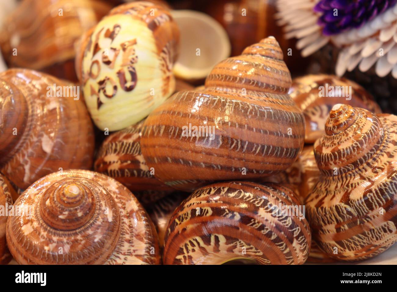 stylish sea snail stock on shop for sell Stock Photo - Alamy