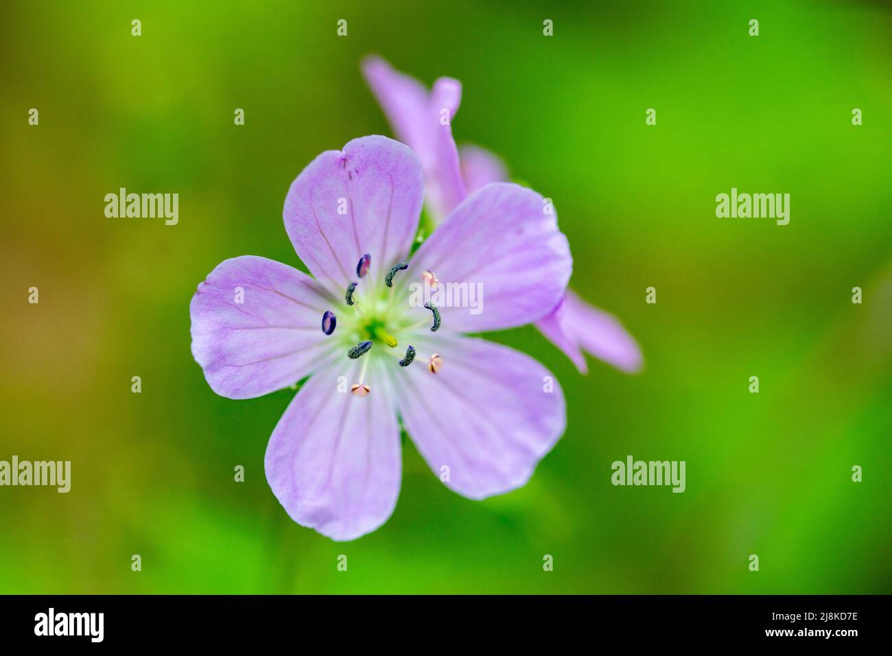 Forest geranium hi-res stock photography and images - Alamy
