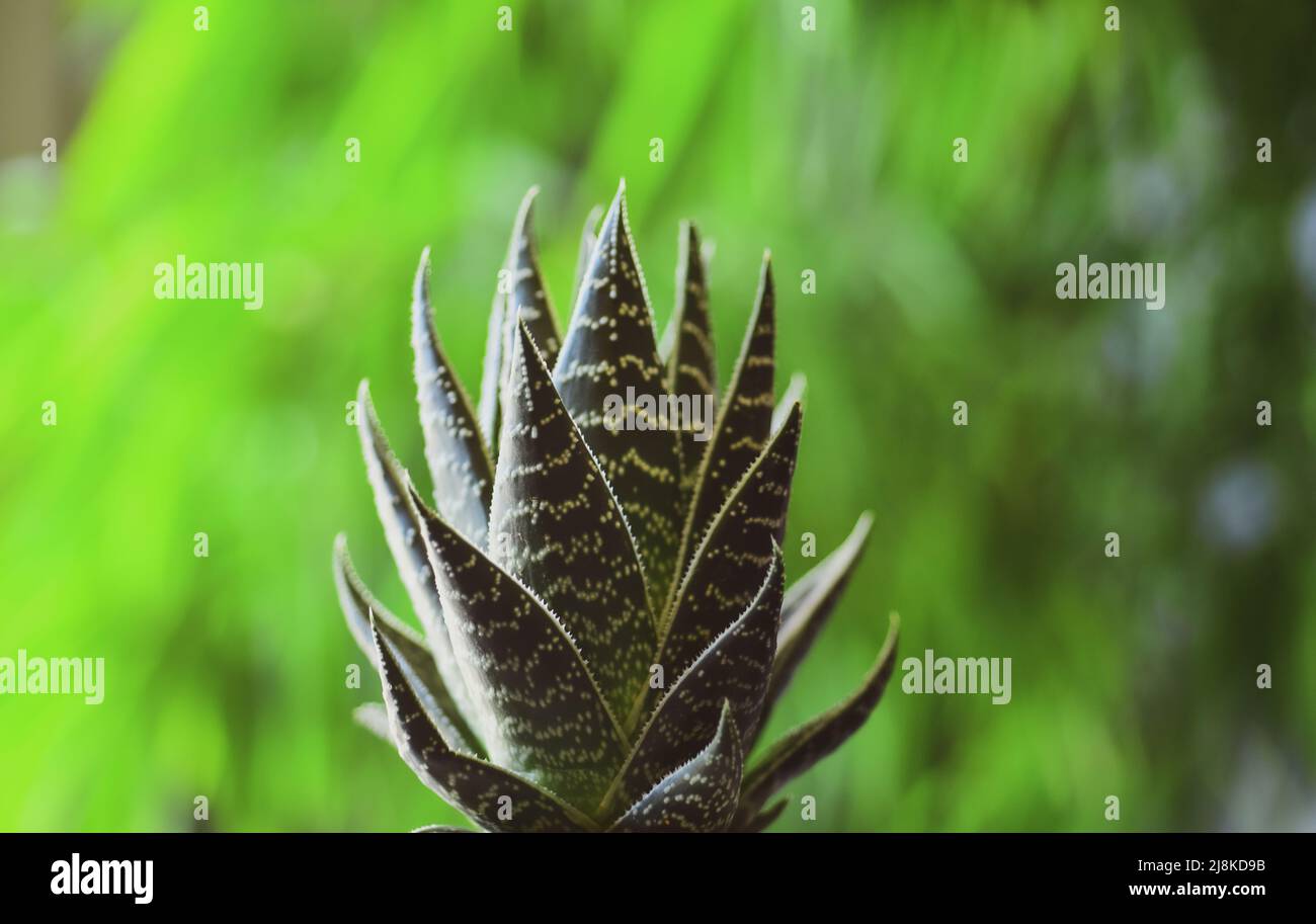 Agave cactus, aloe vera. Cactus backdround, cacti design or cactaceae ...